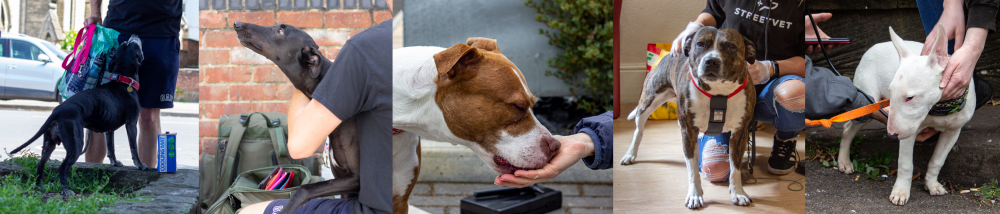 How to volunteer - StreetVet