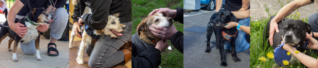 How to volunteer - StreetVet