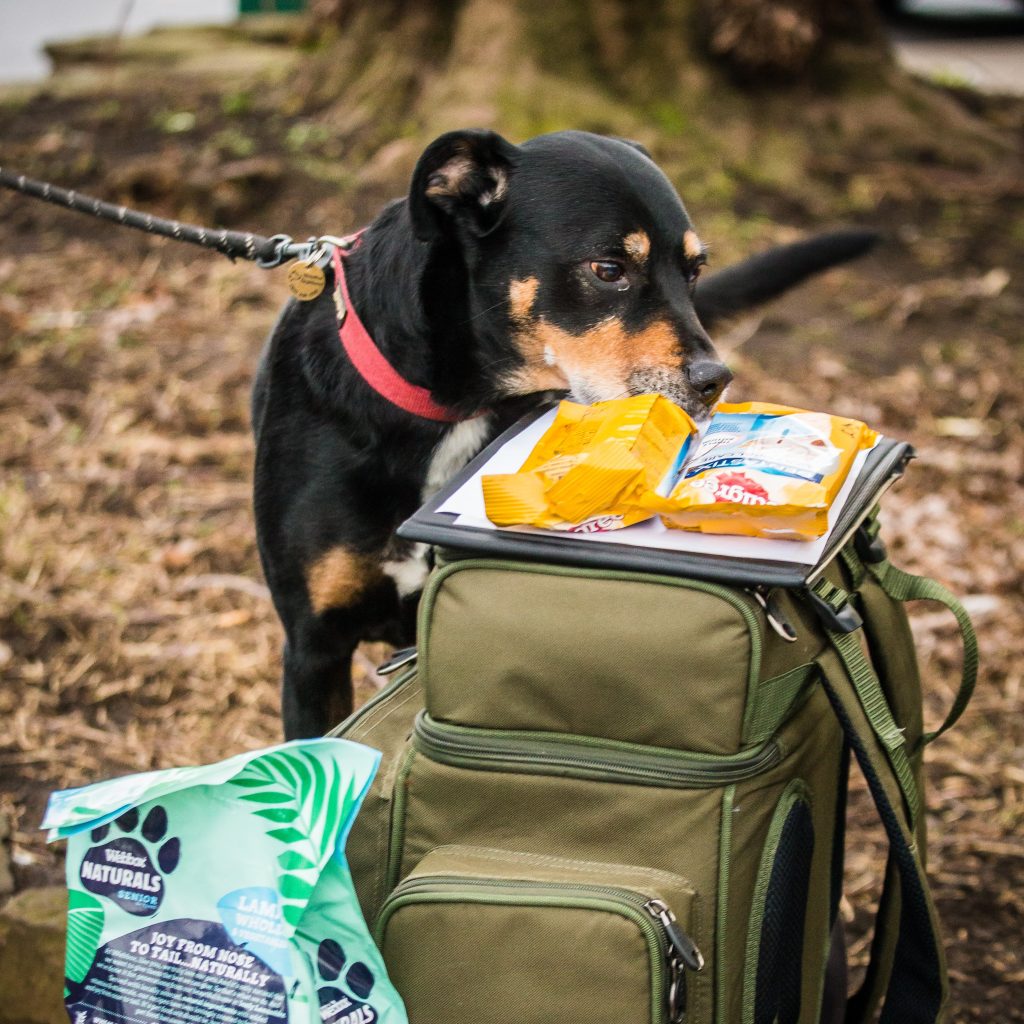 Ways to Support StreetVet - StreetVet