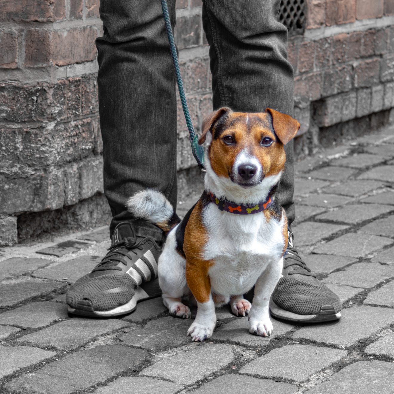 Ways to Support StreetVet - StreetVet