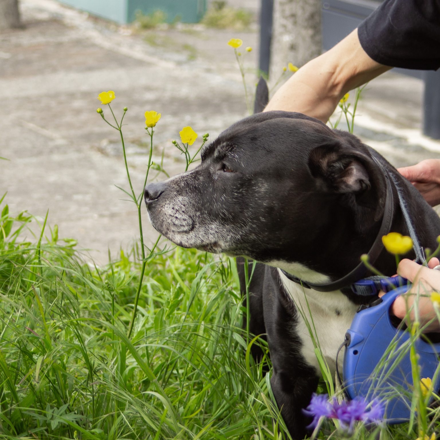 Ways to Support StreetVet - StreetVet
