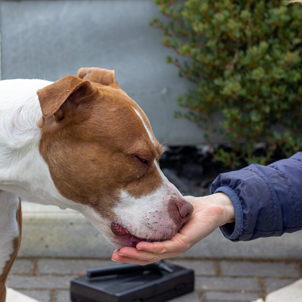 Ways to Support StreetVet - StreetVet